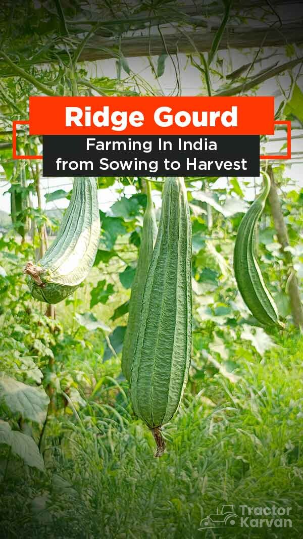 How to Start Ridge Gourd Farming for Maximum Profit