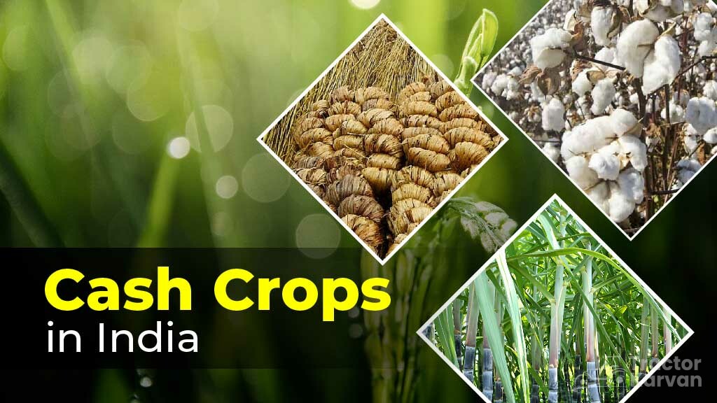 Cash Crops | Types, Importance & Economic Impact