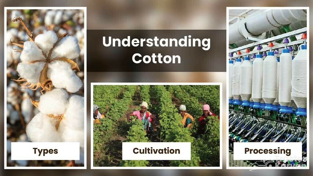 Types of Cotton, Process, Major Producer & Uses