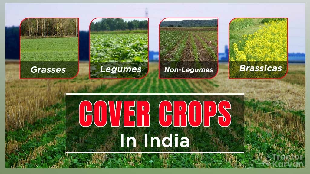What are Cover Crops - Benefits and Examples - Tractorkarvan