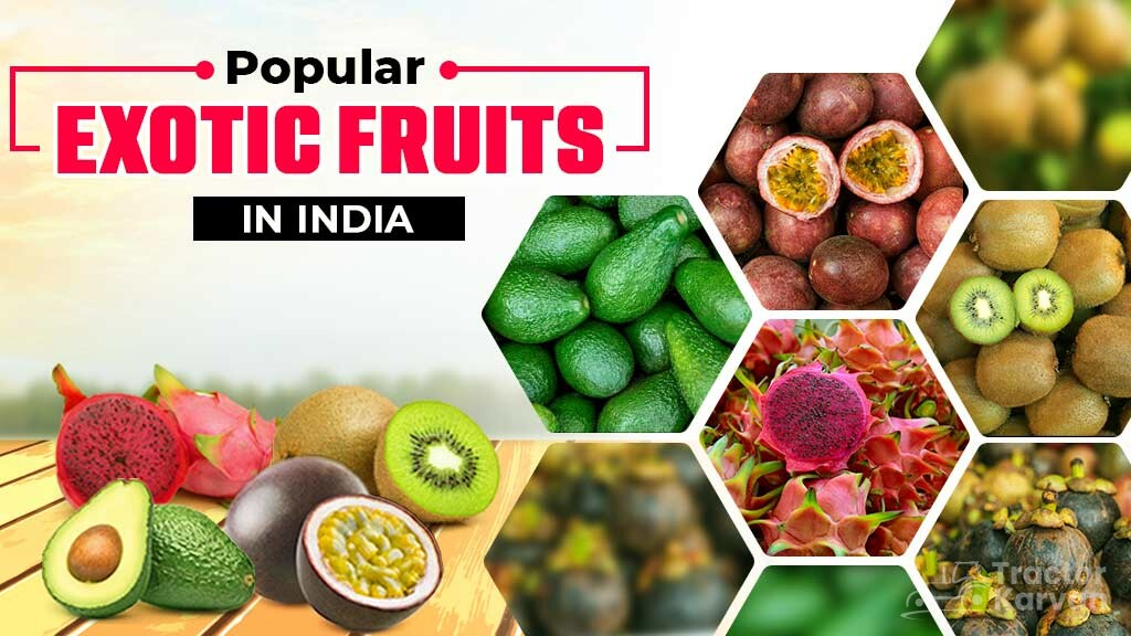 How to Cultivate Exotic Fruits? Scope & Popular Exotic Fruits