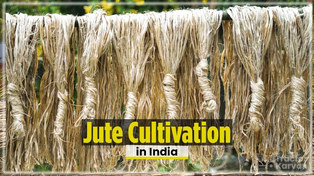 Jute Cultivation in India - Sowing, Irrigation and Harvesting