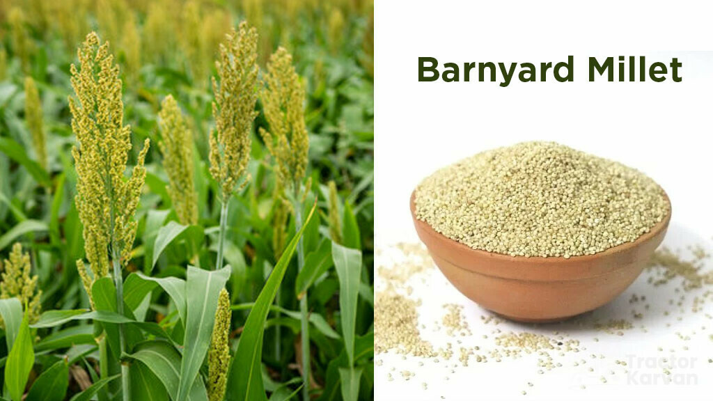 Types of Millets Grown in India - Top 10 Grown Millets