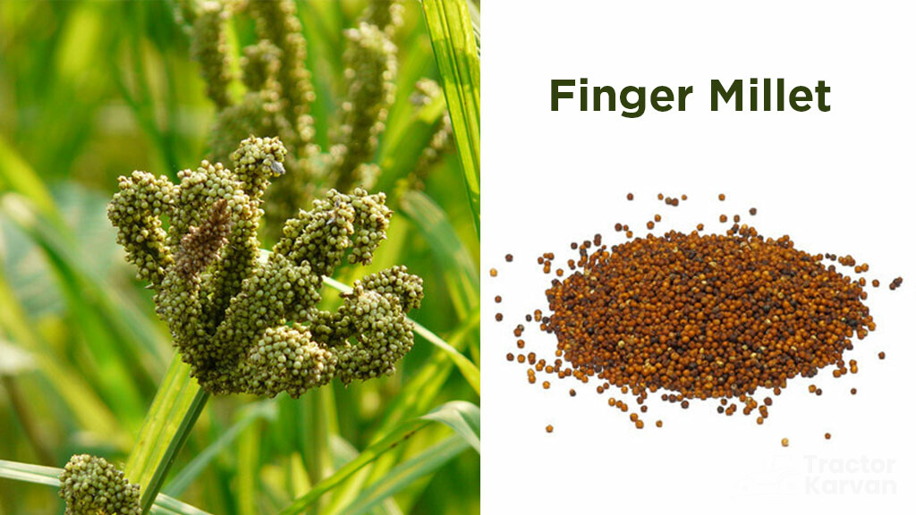 Types of Millets Grown in India - Top 10 Grown Millets