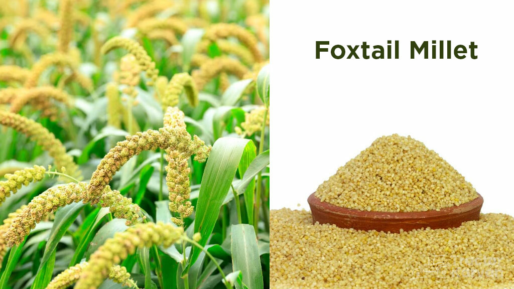 Types of Millets Grown in India - Top 10 Grown Millets