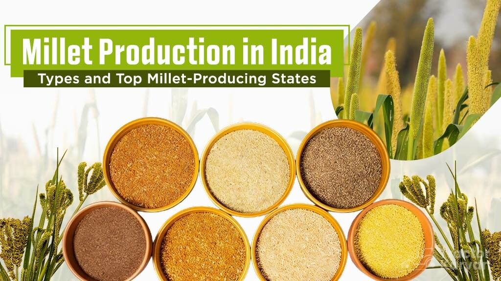 Millets in India - List of Millets and Top Millets Producing States
