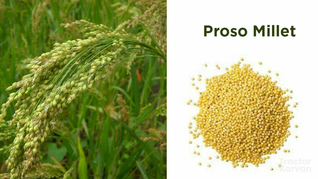 Types of Millets Grown in India - Top 10 Grown Millets