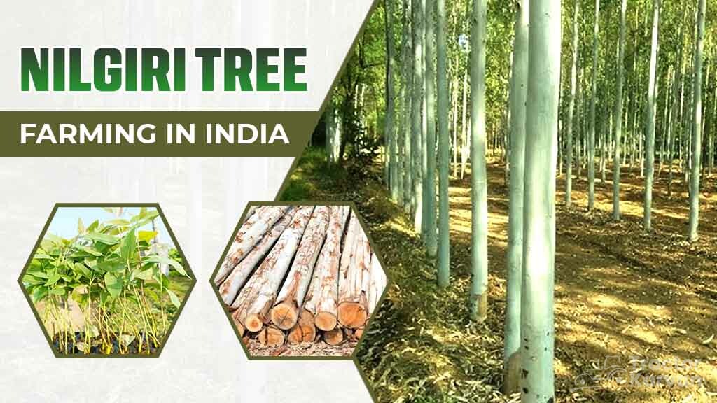Nilgiri Tree Cultivation in India - Step-by-Step Process