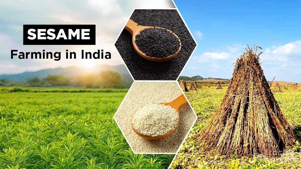 Sesame Cultivation in India – Soil Requirements to Harvest