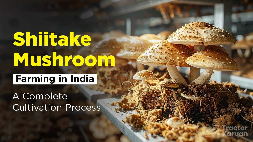 Shiitake Mushroom Cultivation in India with its Medicinal Benefits
