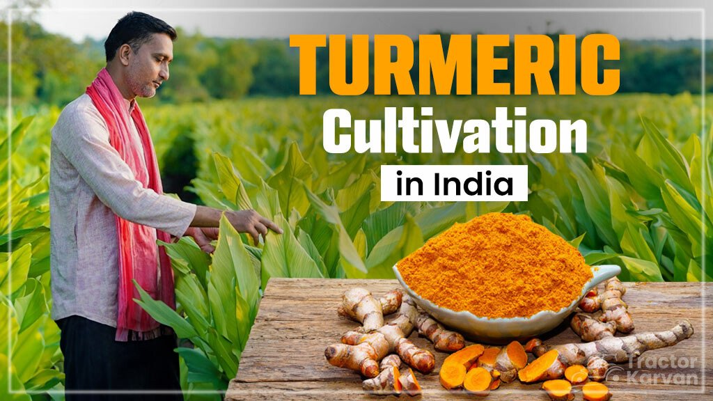Turmeric Cultivation in India – Land Preparation, Irrigation & Harvesting
