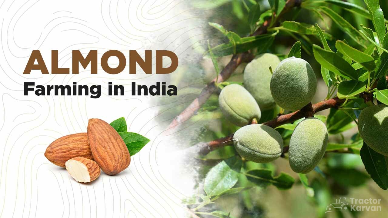 Almond Cultivation – Varieties and Where to Grow