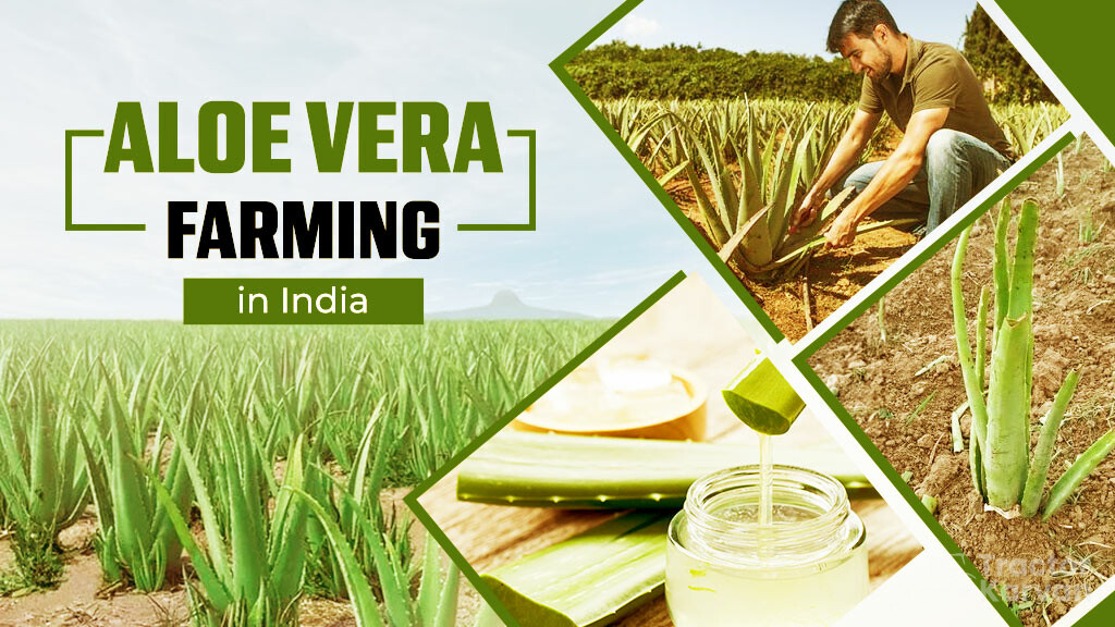 Aloe vera cultivation: complete guide for beginners