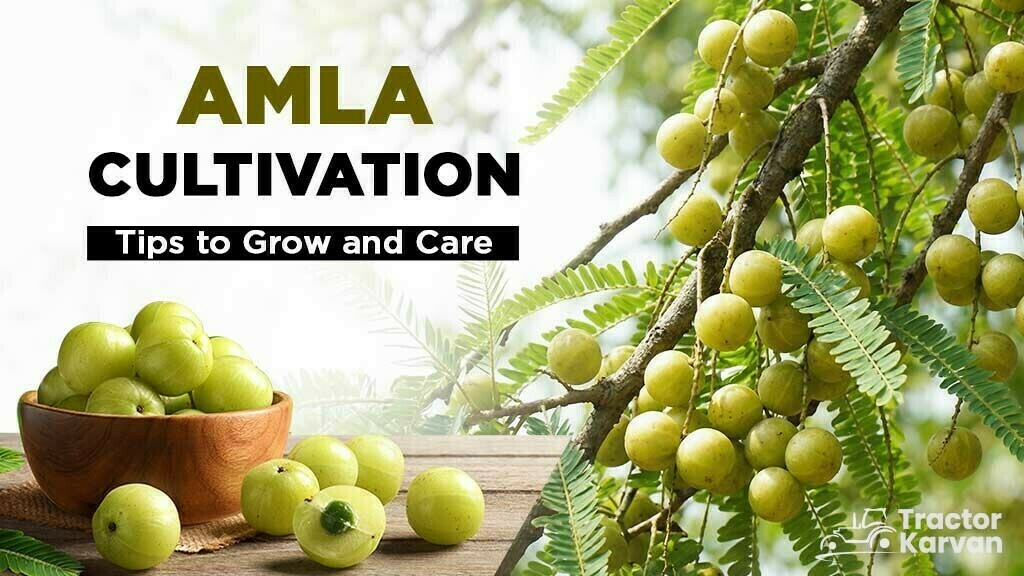 Guide to Amla Cultivation in 2026