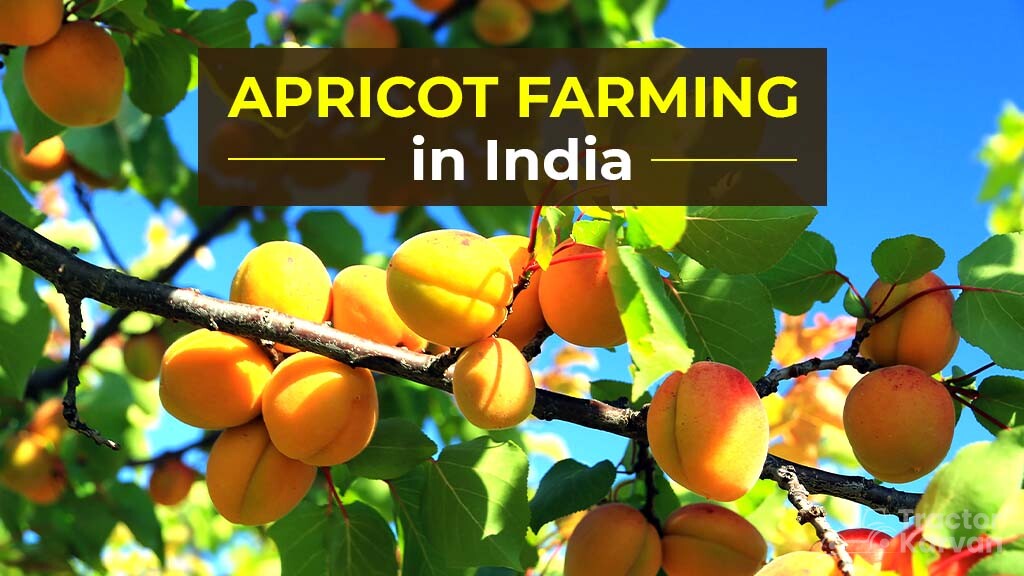 Apricot Cultivation in India: Varieties and Benefits