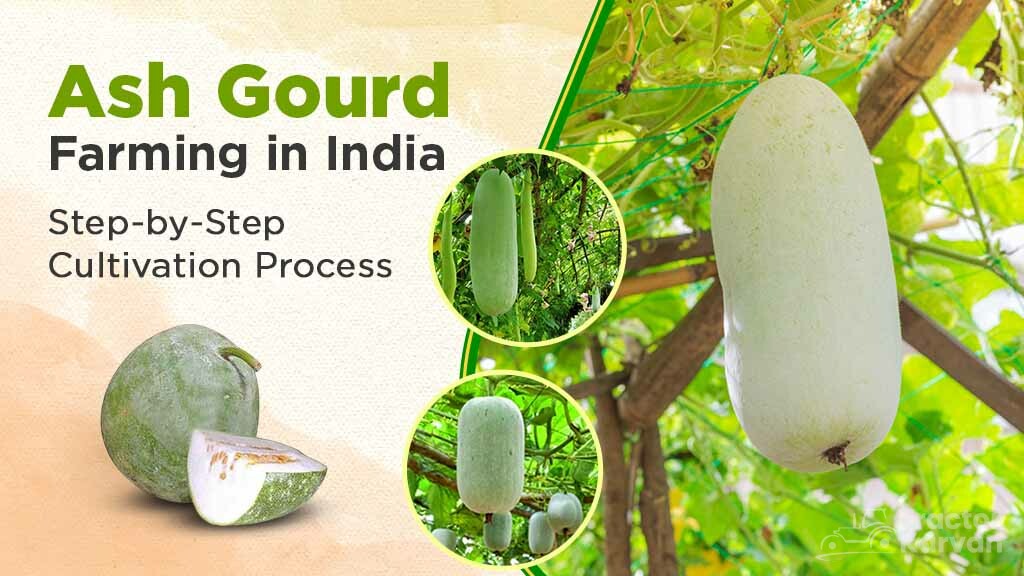 Ash Gourd Farming in India – Varieties & Cultivation Process