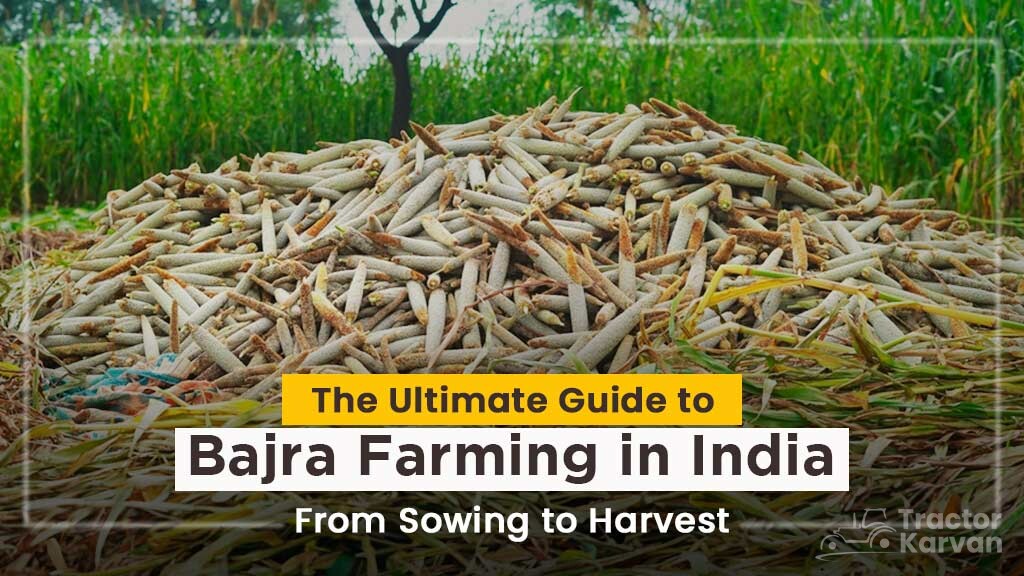 Bajra Farming in India - From Sowing to Harvesting