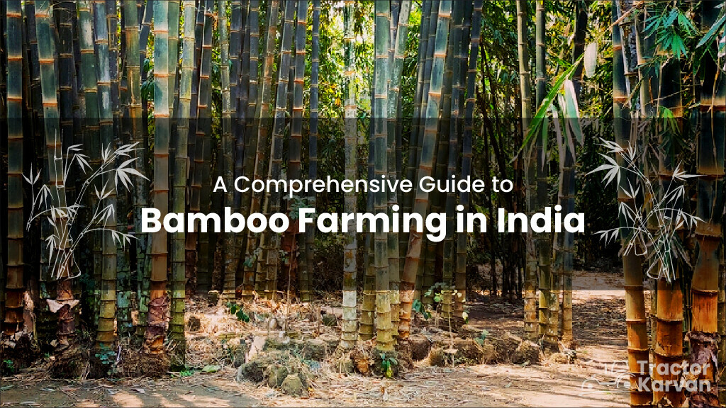 What is Bamboo Farming & Benefits of It
