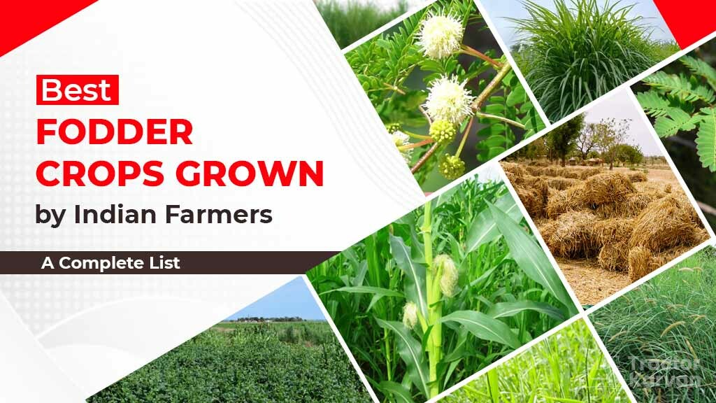 Fodder Crops Grown in India & Their Types