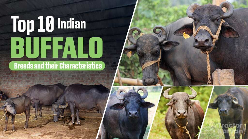 Top Buffalo Breeds in India & Where they found