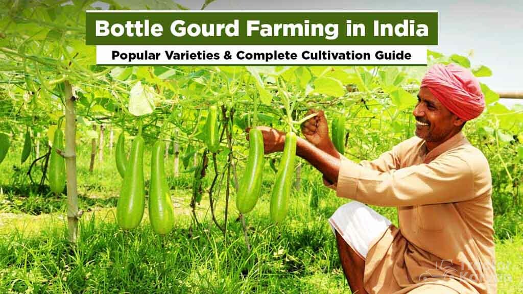 Guide to Bottle Gourd Cultivation & Harvesting 2026