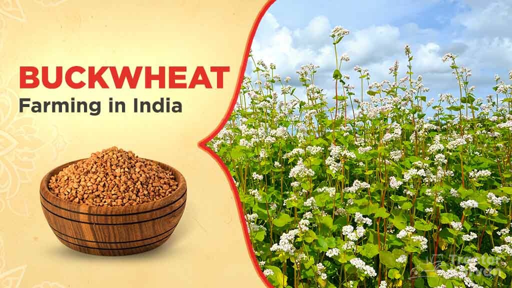 Buckwheat Farming in India - Varieties, Benefits and Cultivation Process