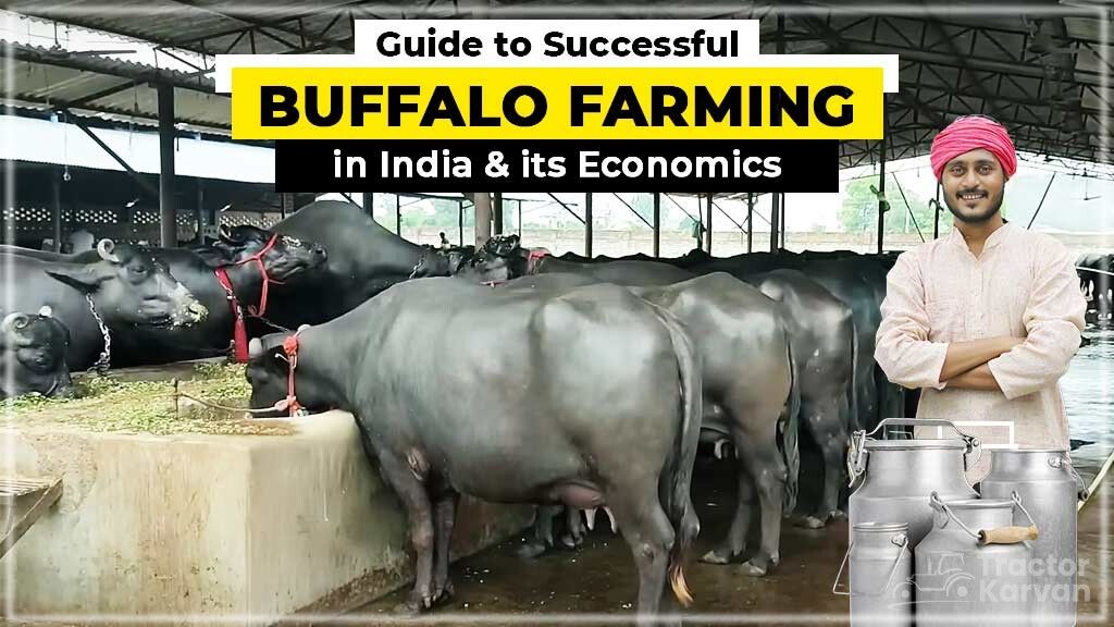 A Guide to Successful Buffalo Farming in India 2025