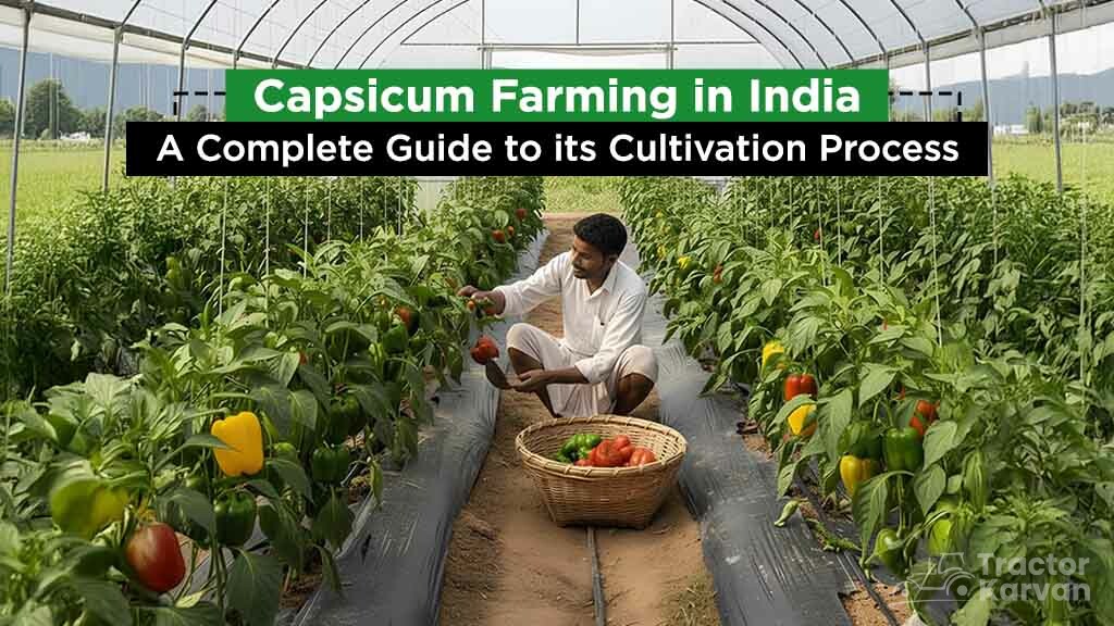 How to Grow Capsicum in India: A Complete Guide