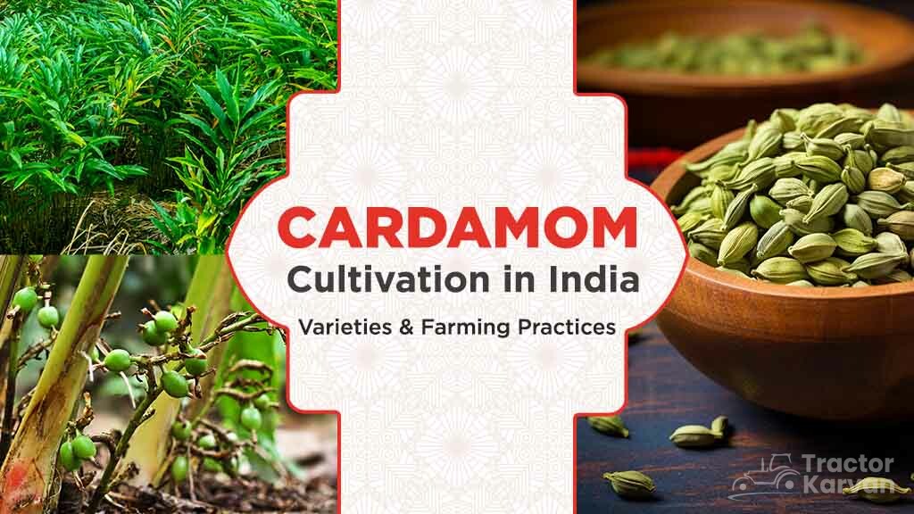 Best practices for Cardamom Cultivation in India