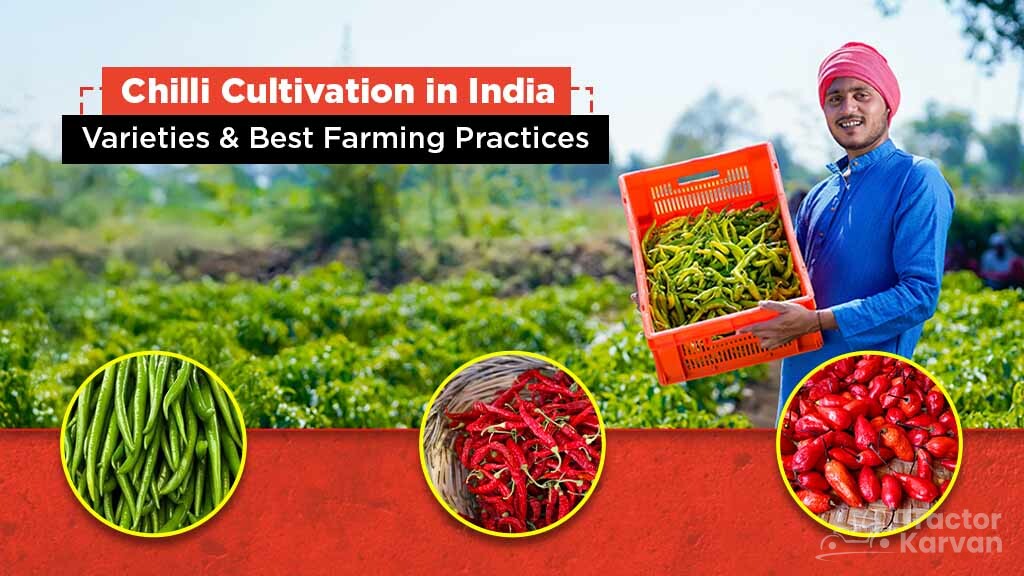 Chilli Crop Cultivation in India: Varieties & Farming Tips