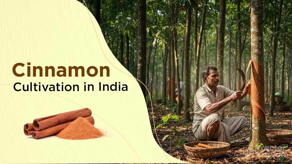Cinnamon Cultivation in India and their Varieties