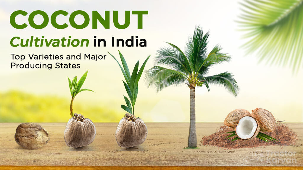 Coconut Farming in India: Benefits, Varieties, & Top States