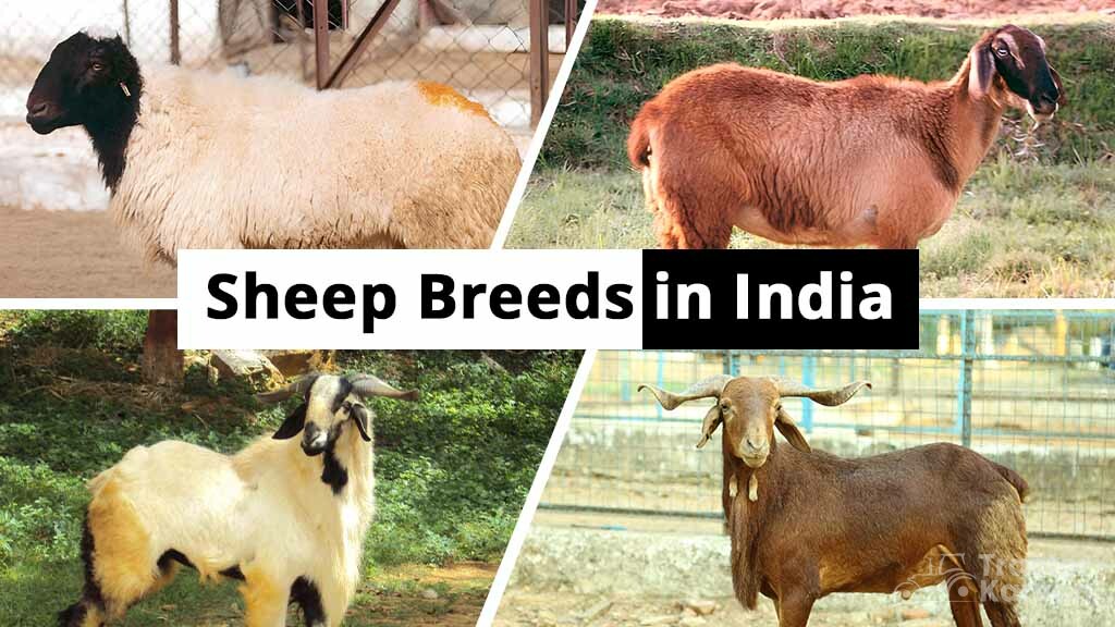 List of Top Sheep Breeds in India 2025