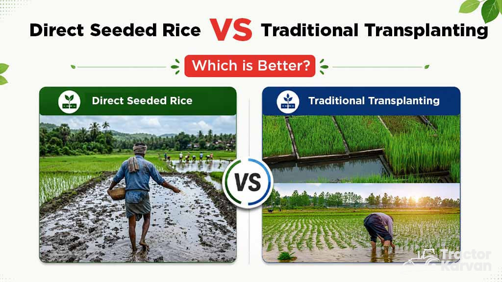 Direct Seeded Rice vs. Traditional Transplanting