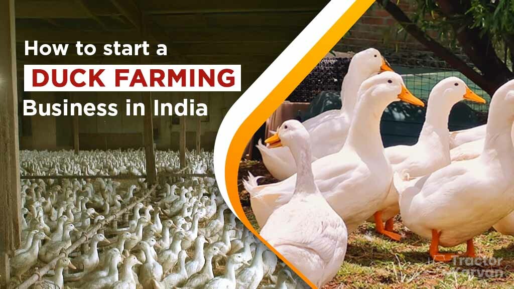 Duck Farming in India – Scope, Benefits and Top 10 States