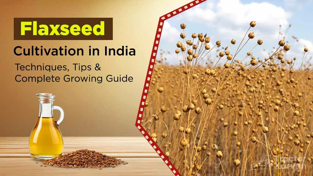 A Farmer’s Guide to Flaxseed Cultivation in India