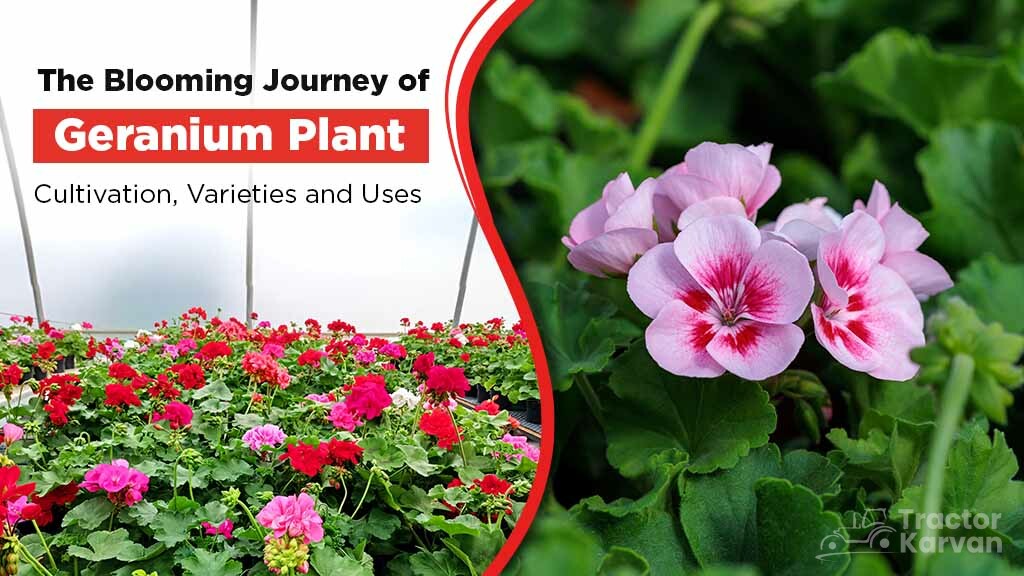 Geranium Cultivation in India: Varieties & Benefits