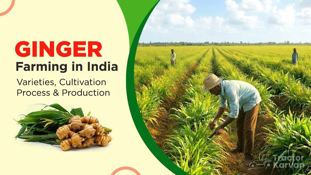 Ginger Cultivation in India: A Complete Guide