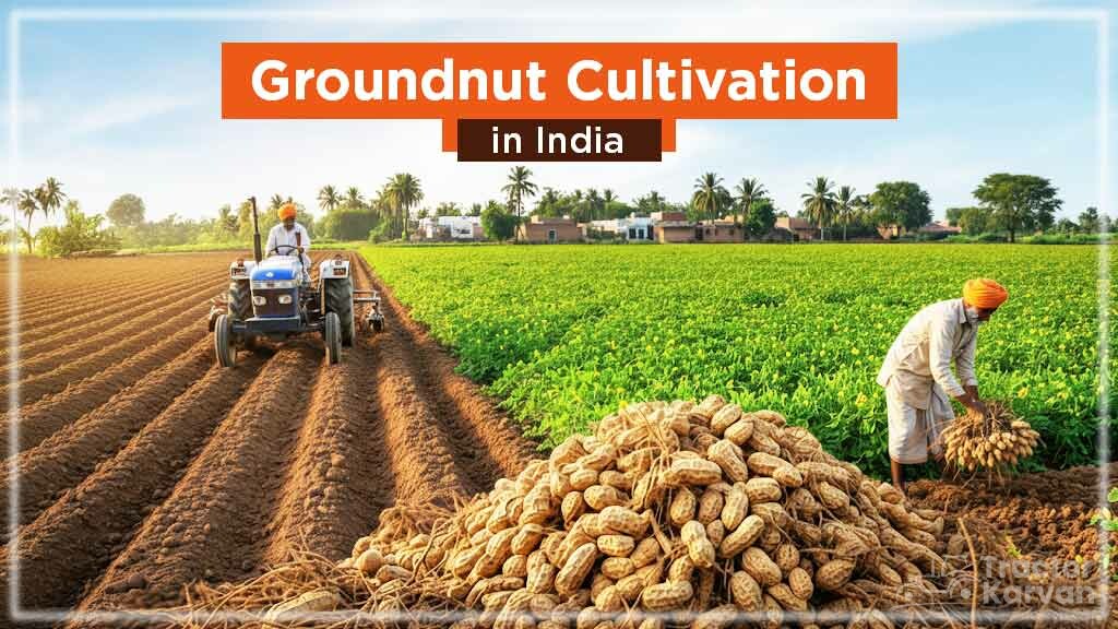 Ground Nuts Cultivation – Major Producing States & Varieties