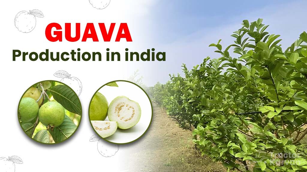 Guava Production in India – Varieties and Cultivation