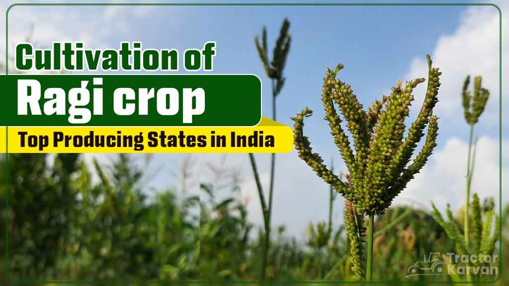 Ragi Crop Cultivation & Top Producing States In India
