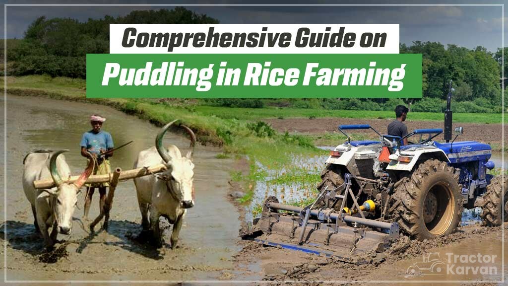 Puddling In Rice Farming - Methods & Process