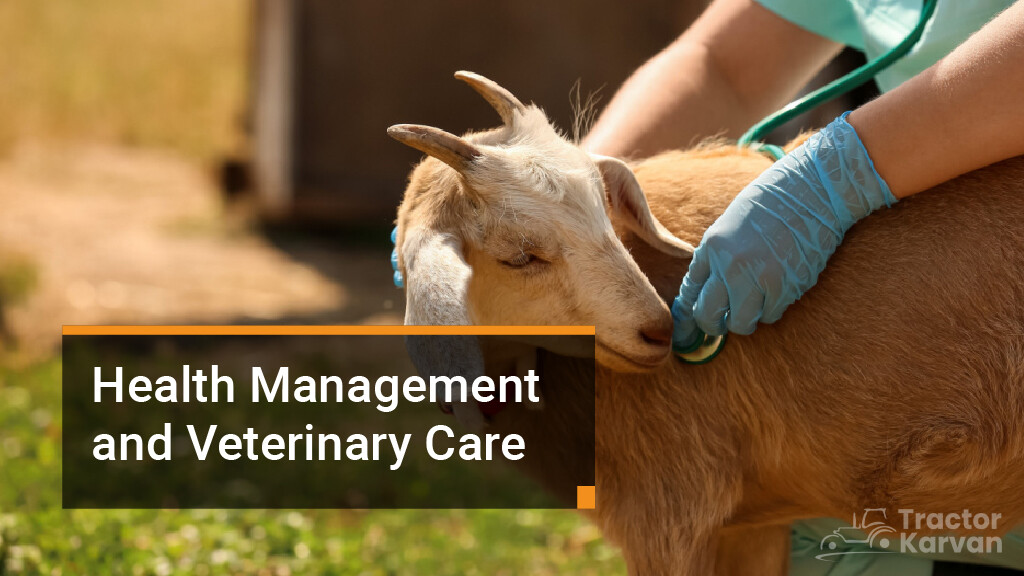 How to Start Goat Farming in India