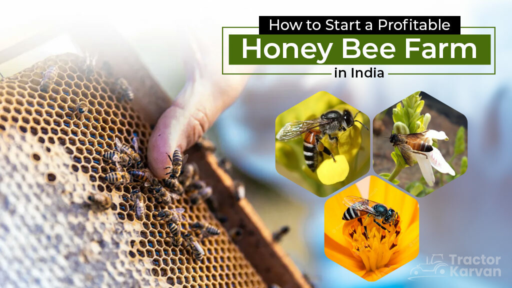Guide To Start A Profitable Honeybee Farm In India