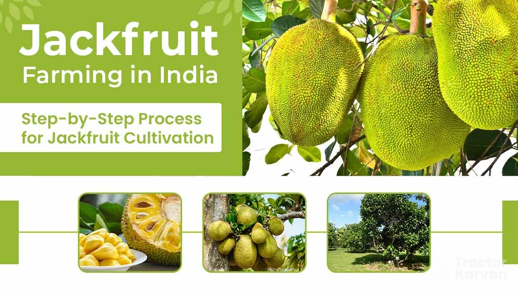Jackfruit Cultivation in India – From Land Preparation to Harvesting