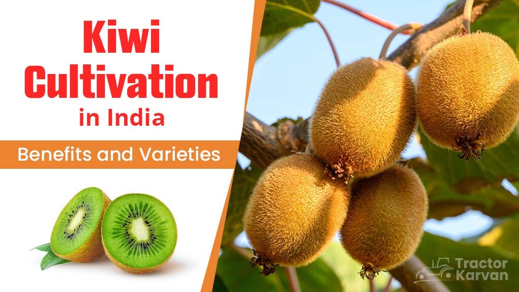 Step by Step Process of Kiwi Cultivation in India