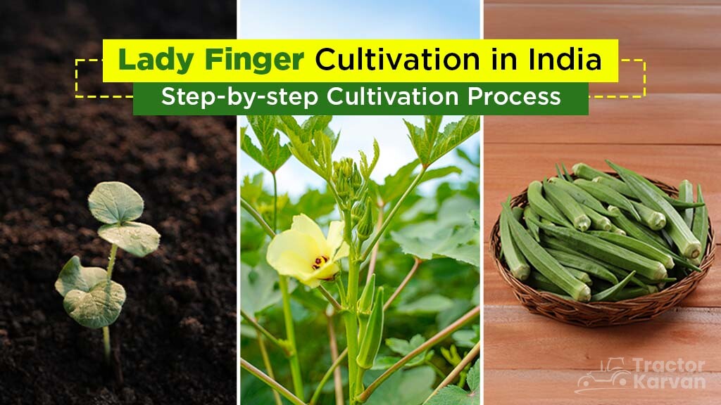 Lady Finger Farming in India: Varieties, Production & Cultivation