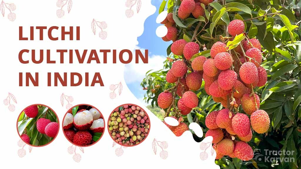 Litchi Cultivation in India & Its Varieties– Tractorkarvan