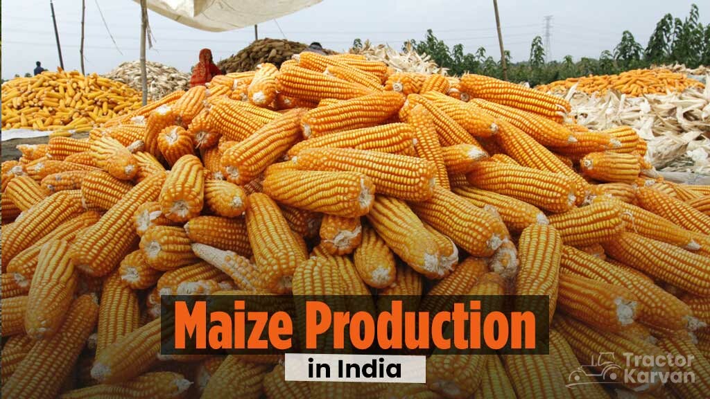 Maize Cultivation Guide from Sowing to Harvesting