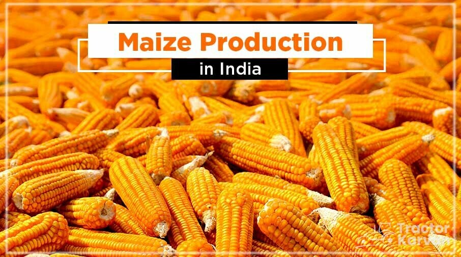 Maize Production in India 2024–25: States, Cultivation & FAQs